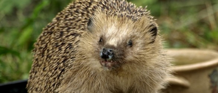 der Igel - Organisieren statt Tyrannisieren